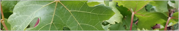 Samsung Galaxy Note 3 Review > Camera and Video Quality | TechSpot