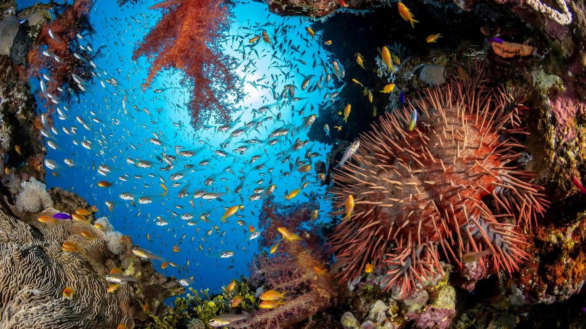 Australia's Great Barrier Reef suffers record coral loss after fifth ...