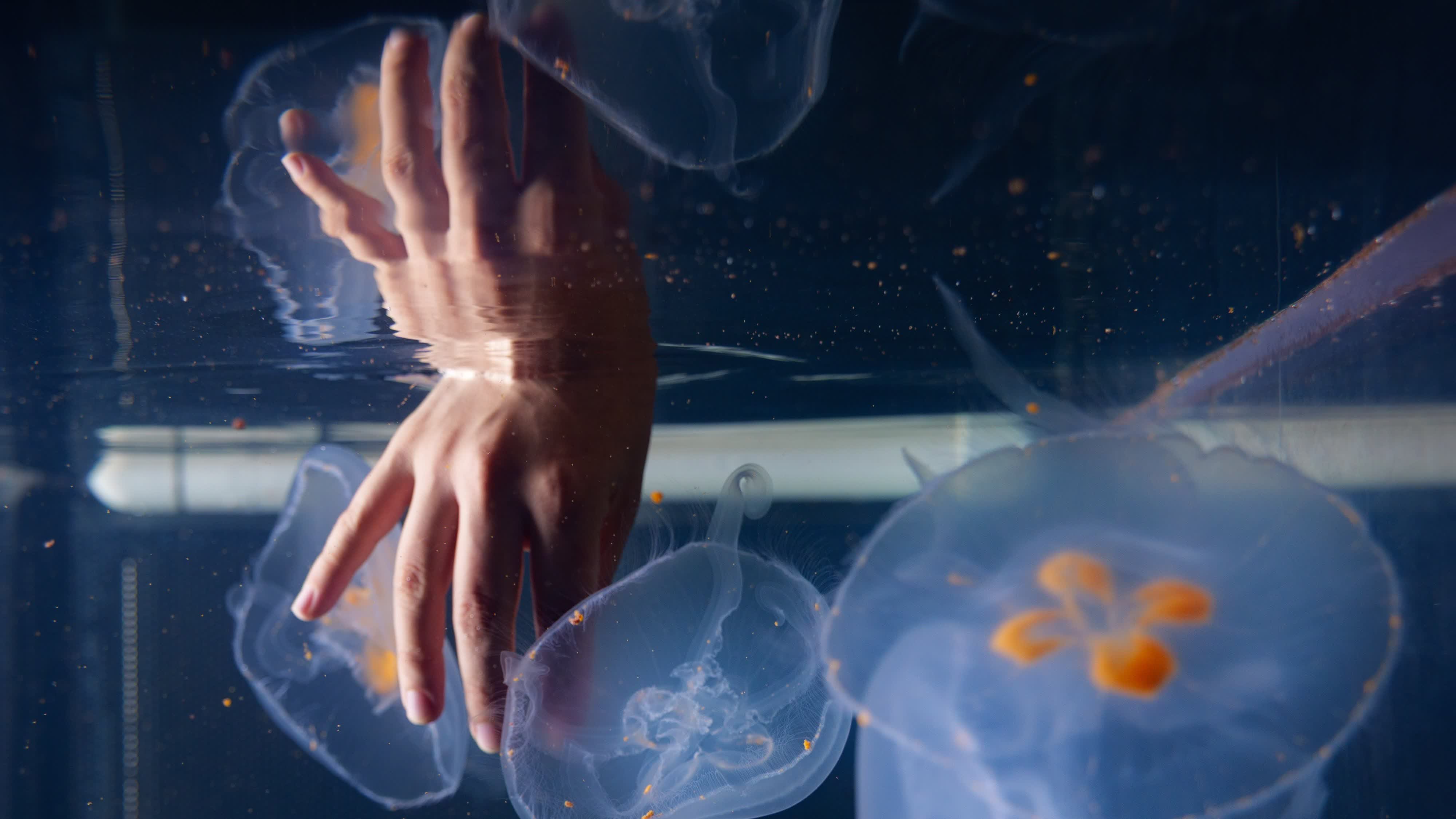 Cyborg jellyfish could explore the deep sea to track climate change ...