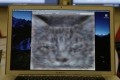 Google creates neural network, teaches itself to recognize cats | TechSpot