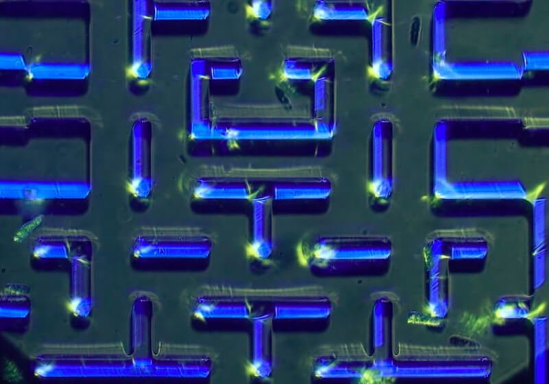 Scientists create Pac-Man level for organisms to do battle in | TechSpot