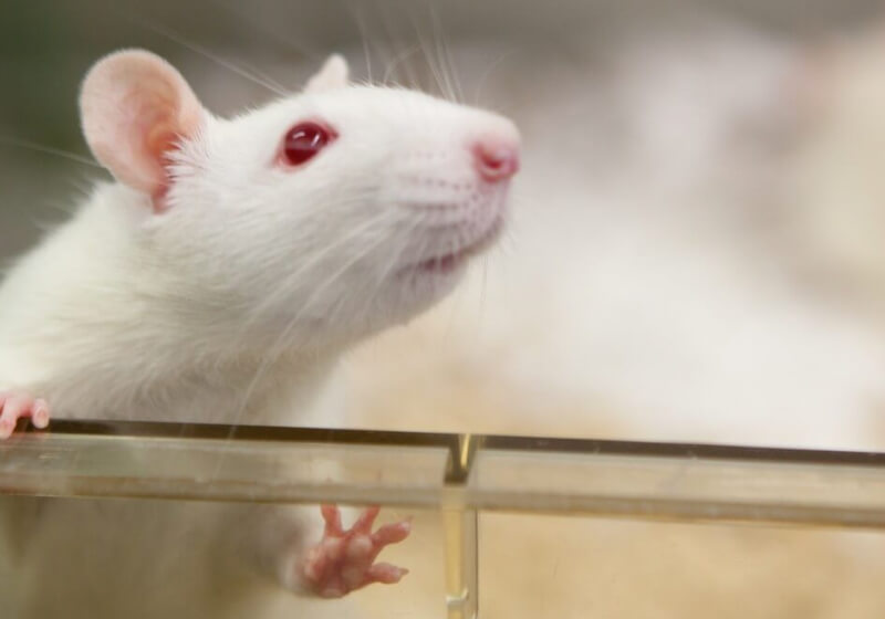 DeepSqueak is a deep-learning algorithm used to study ultrasonic rat ...