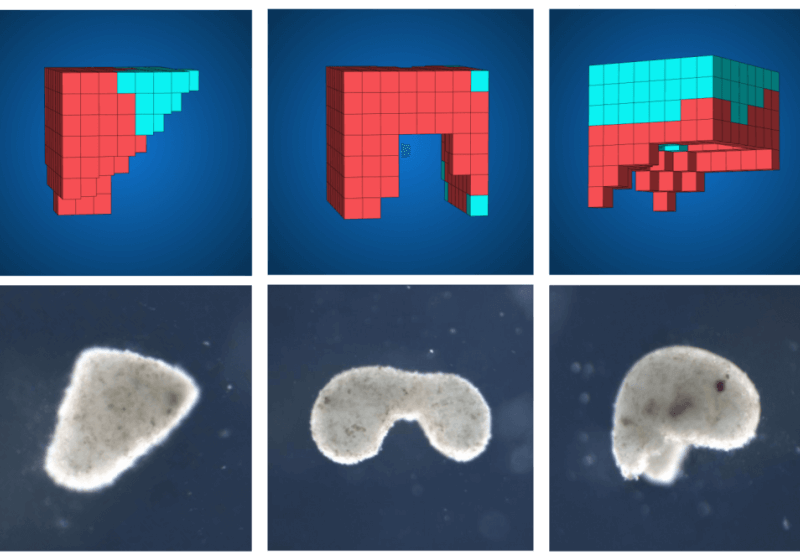 Researchers have used frog cells to create programmable living robots ...