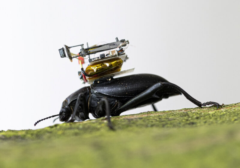Researchers design and mount tiny livestreaming camera on the back of ...