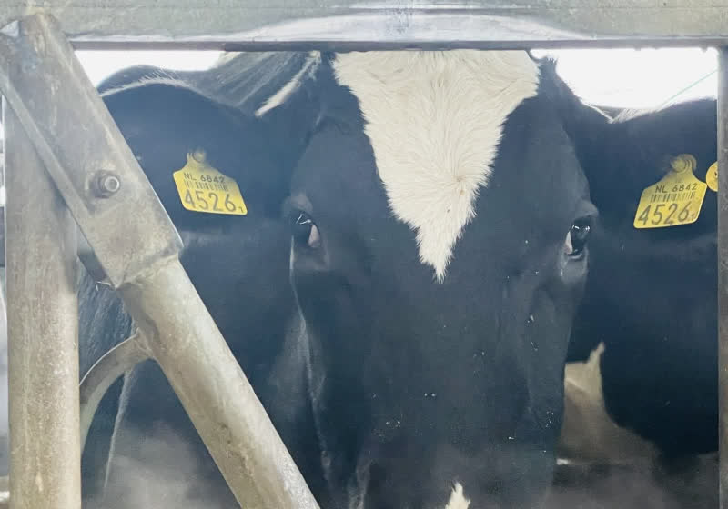 Farmer makes cows wear VR headsets to simulate green pasture | TechSpot