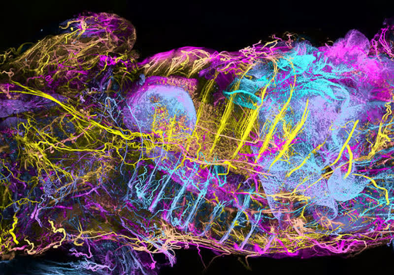 Toying with transparent mouse bodies in 3D VR - for science | TechSpot